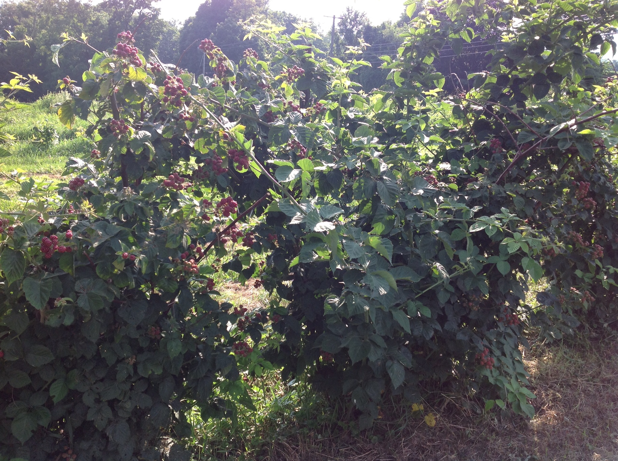 A Few Sips at White Silo – LocallyKatered